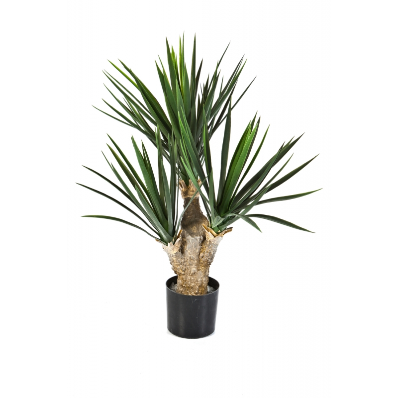 Baby Yucca x 3 - Flora World