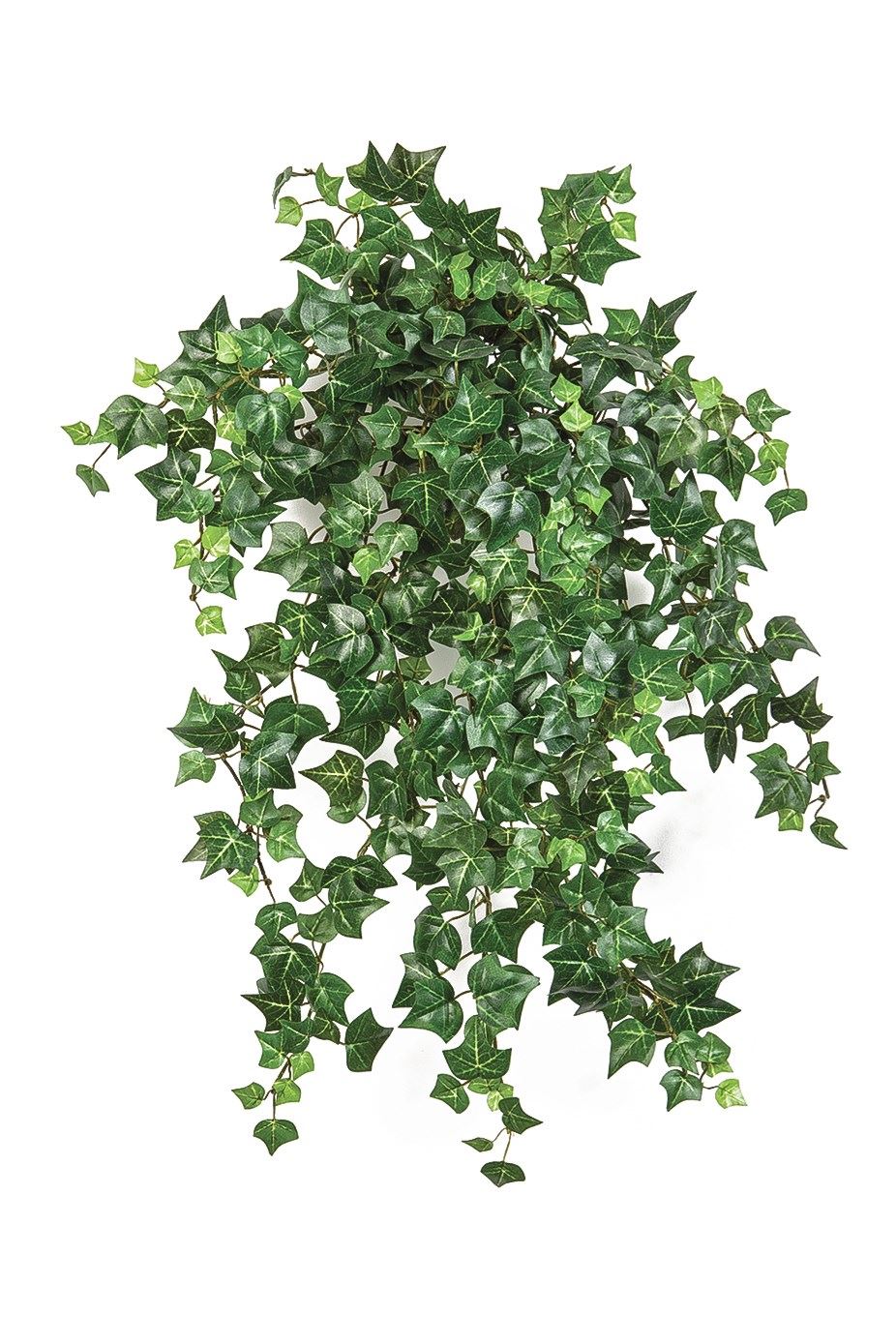 Mini English Ivy x 560 - Flora World