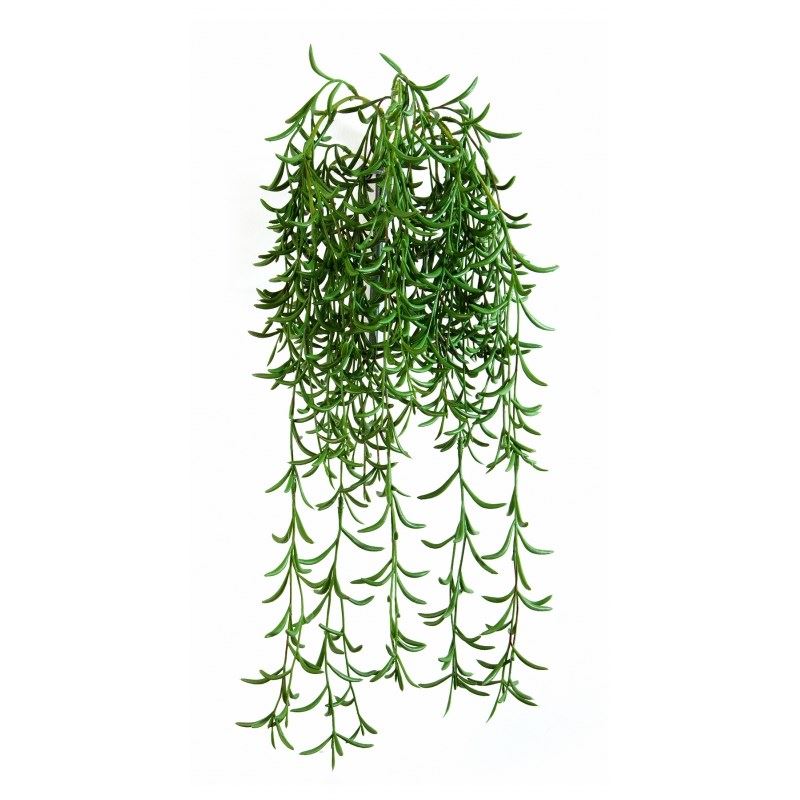 Succulent Hanging Bush - Flora World