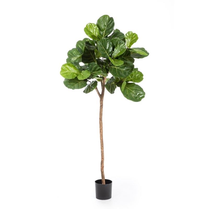 7' FICUS LYRATA SINGLE TRUNK - Flora World