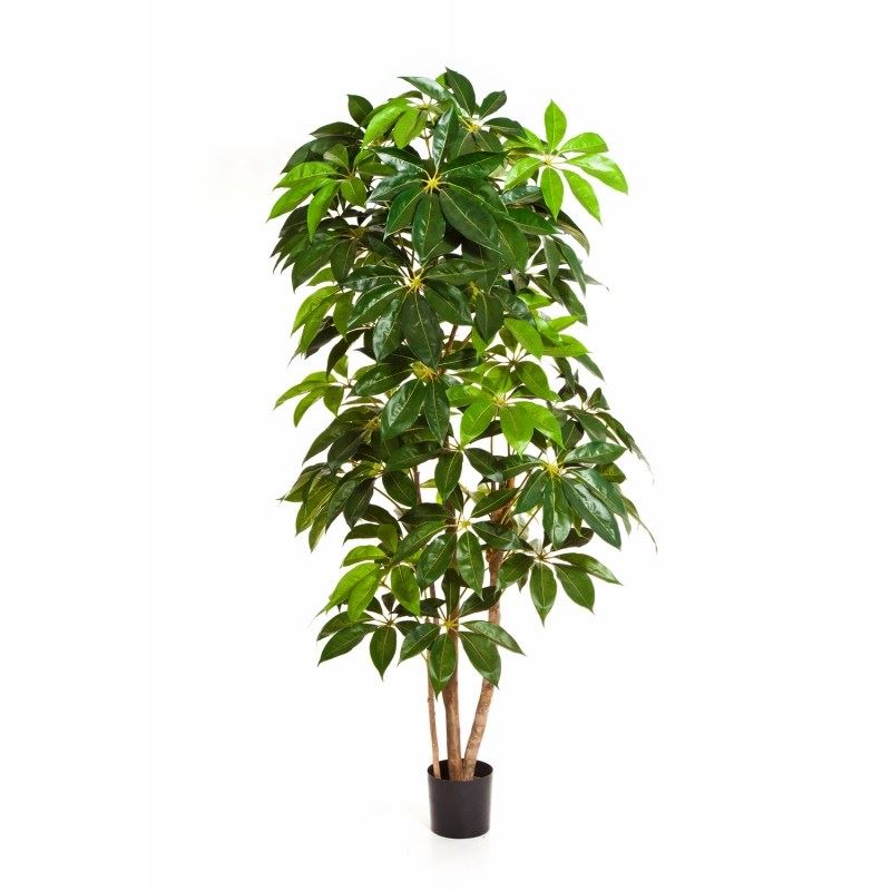 7' GIANT SCHEFFLERA TREE - Flora World