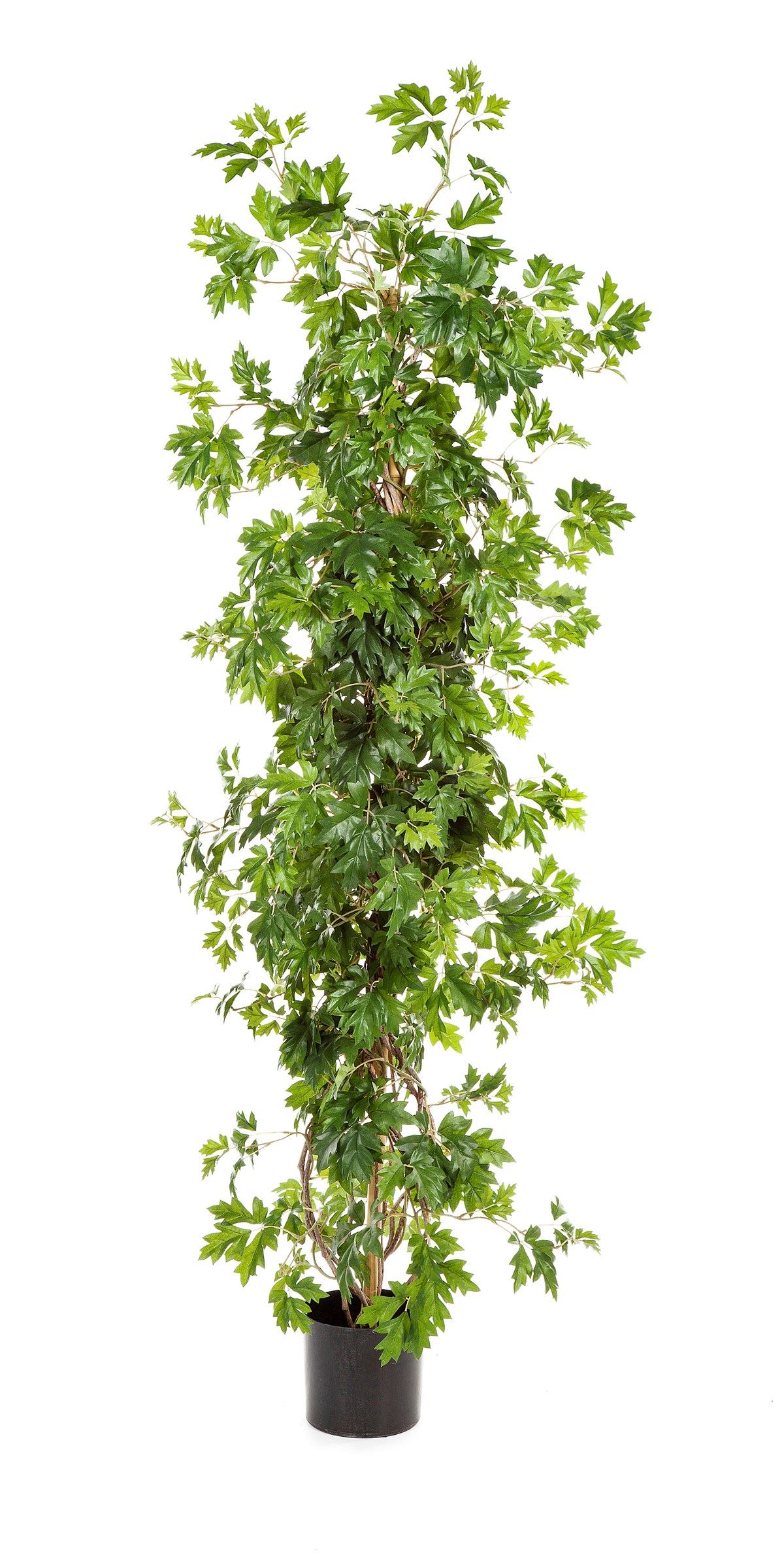 5' CISSUS PLANT - Flora World