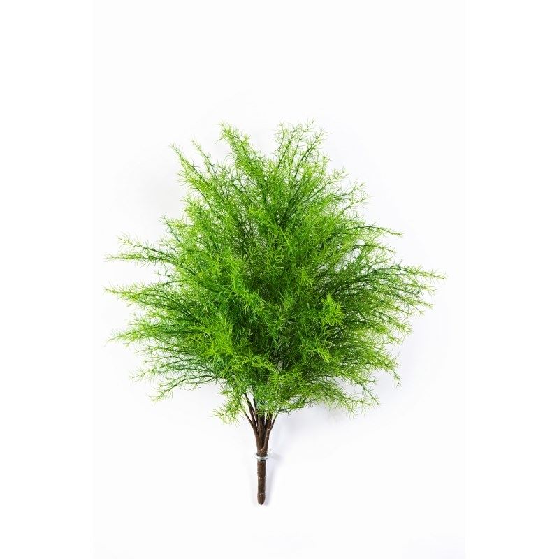 Springeri Bush x 22 - Flora World