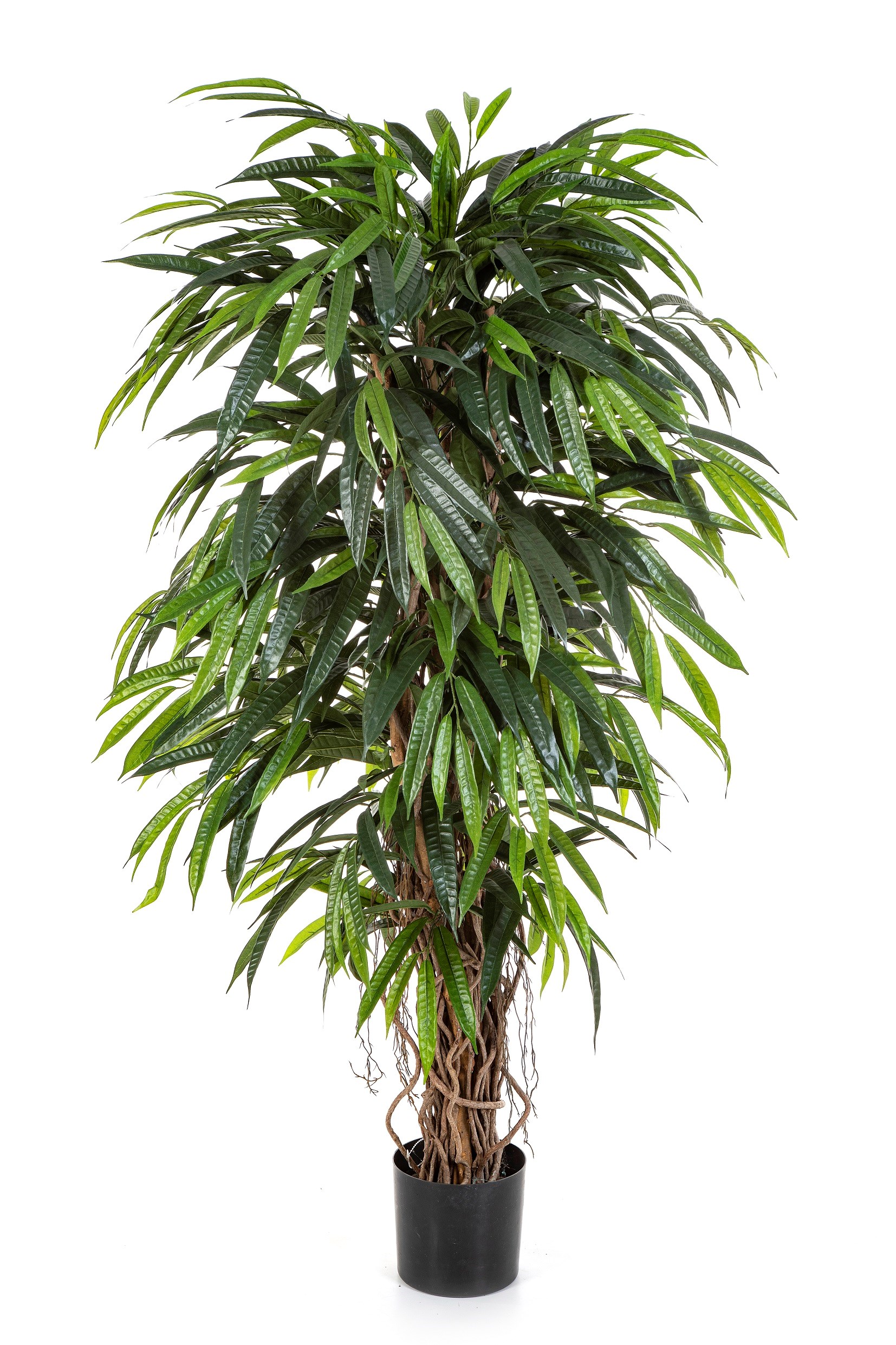 6' DELUXE LONGIFOLIA LIANA - Flora World